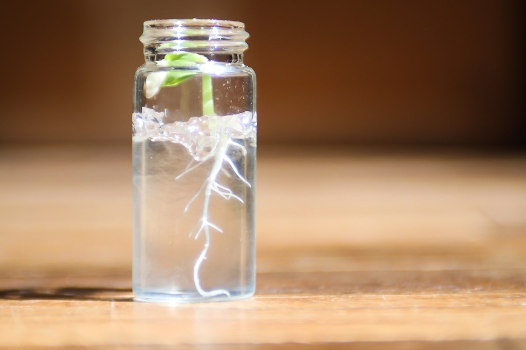 Grade 5 Botany: Root Observation Lab – The Beauty of Play