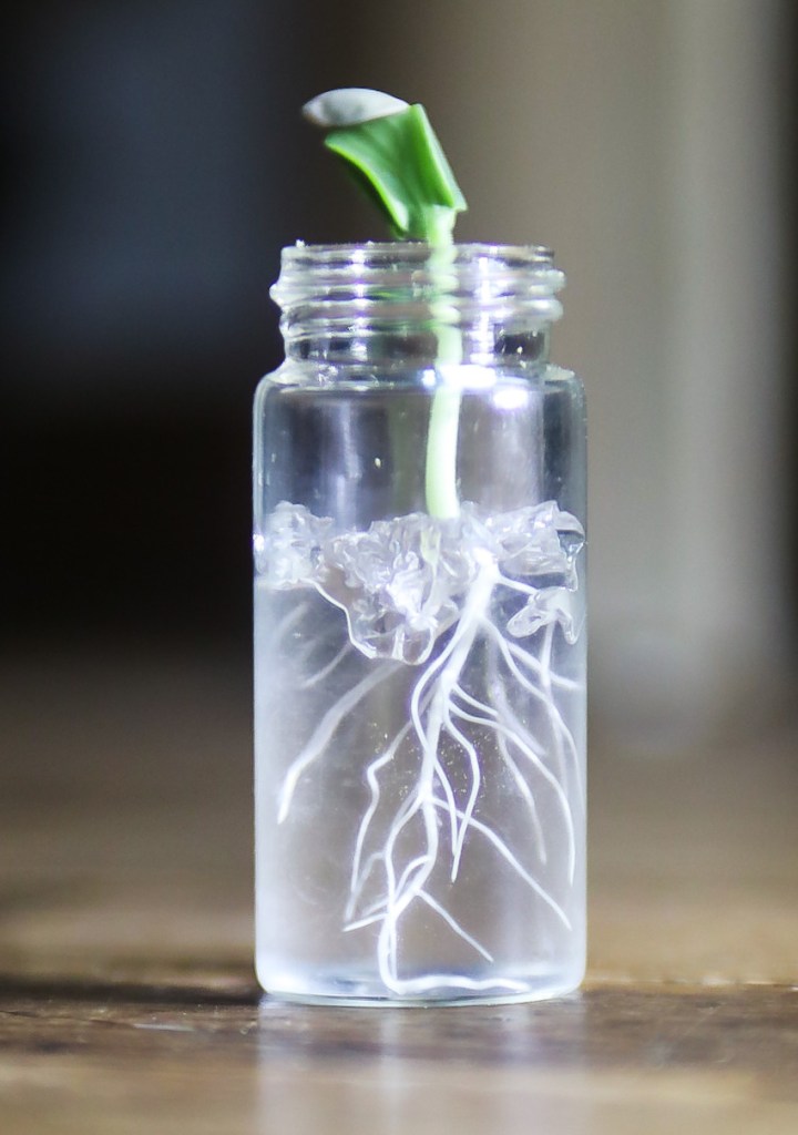 Grade 5 Botany: Root Observation Lab – The Beauty of Play