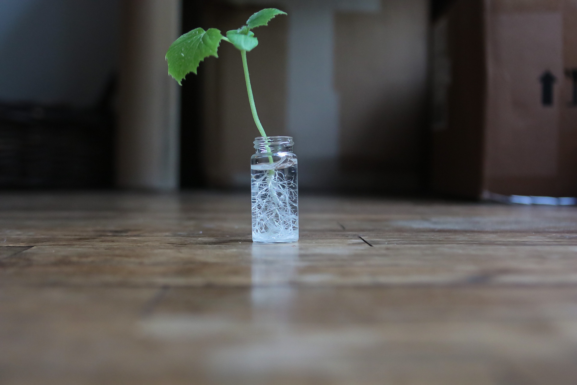 Grade 5 Botany: Root Observation Lab – The Beauty of Play